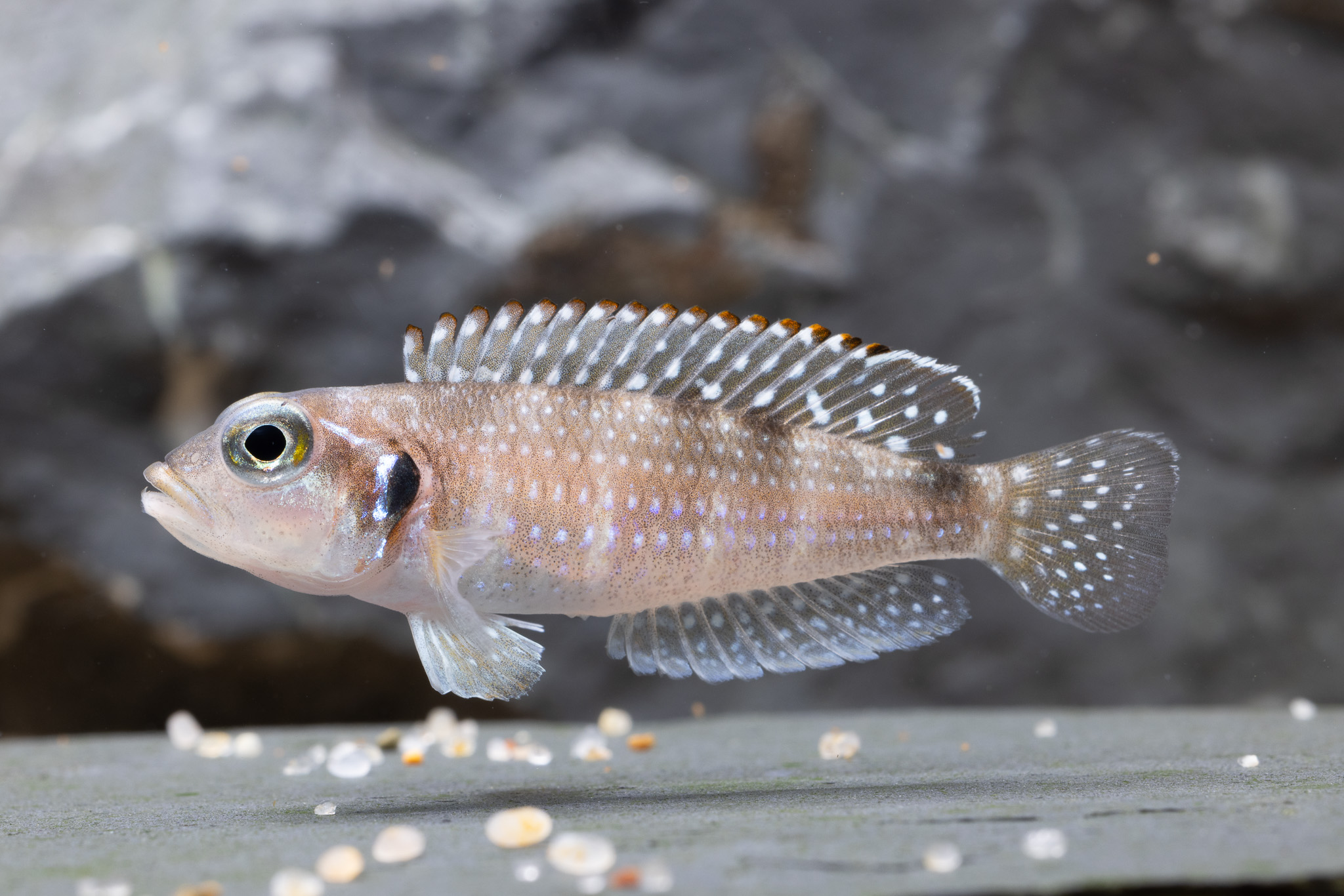 Home - The Cichlid Exchange